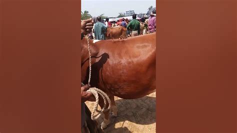 লদ গরুর দাম জানবো জয়পুরহাট নতুন গরুর হা ট থেকে। Youtube