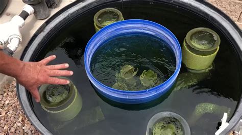 How Does A Pond Filtration System Work At David Dodd Blog