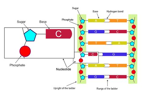 Phosphate Sugar And A Base Is The Structure Of A Nucleotide