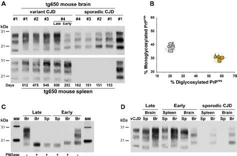 Western Blots Analysis Of Prp Res In The Brains And Spleens Of Tg650