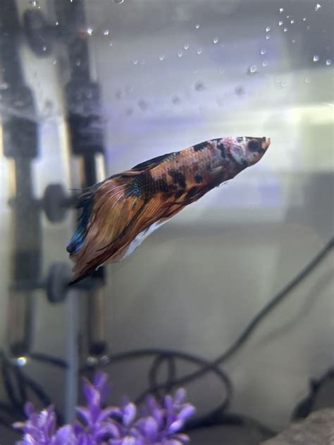 Poisson Combattant Kaufen Auf Ricardo