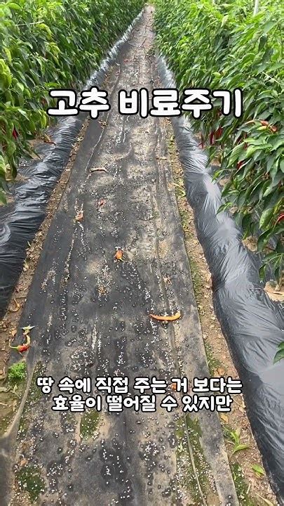 고추재배시 비료주는 편한방법고추비료주기고추비료 흩뿌리기 Youtube