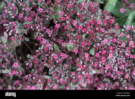 Hylotelephium Ruby Glowsedum Ruby Glow Red Pink Flowers Sedum Cauticola Robustum Stock