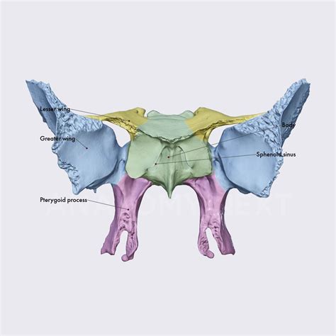 Sphenoid Bone Anatomy