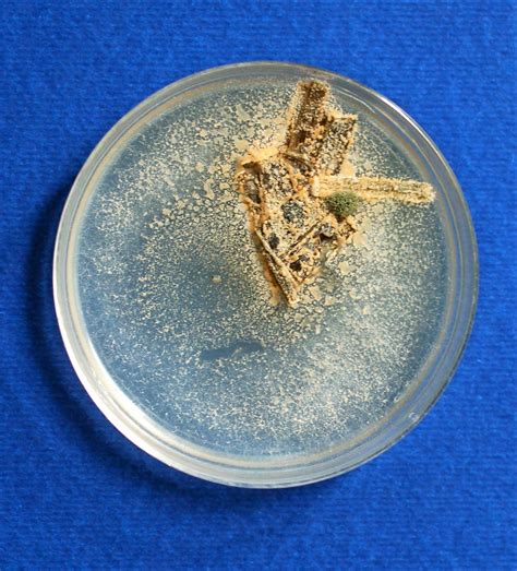 Single Spore Procedure Fusahelp