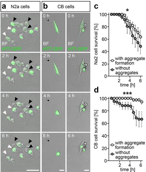 Aggregate Formation Of Mutant Huntingtin Htt Was Found To Be Linked Download Scientific