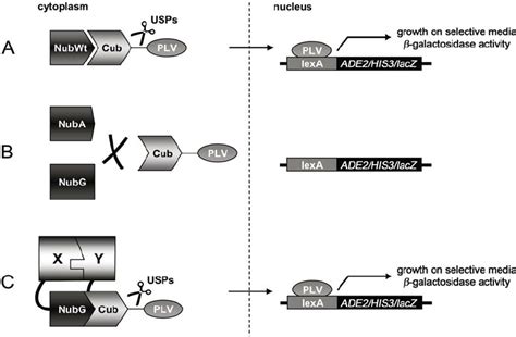 1 Schematic Representation Of The Split Ubiquitin System A
