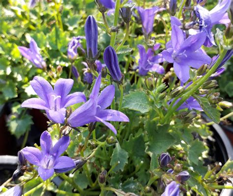 Campanula Portenschlagianaresholdts Variety Leesas Alpines