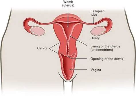 Female Sexual Anatomy Diagram And Overview