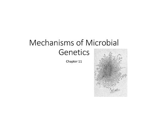 Microbial Genetics Bio101 Chapter 11 Dna Replication Transcription