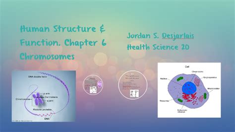Human Structure And Function By Jordan Desjarlais On Prezi