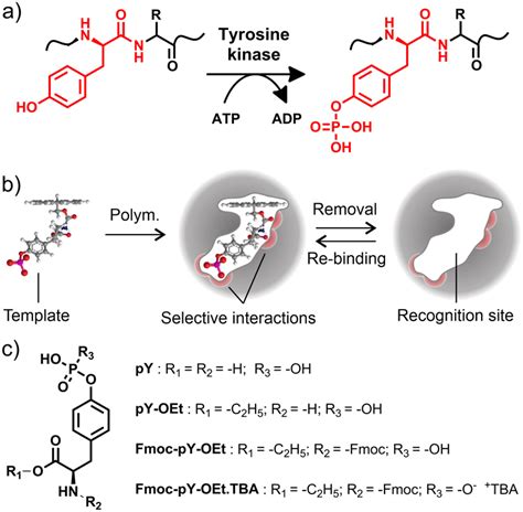 Combining A Hybrid Chip And Tube Microfluidic System With Fluorescent Molecularly Imprinted