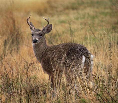 Buck In Big Bend Photograph By Angie Purcell Fine Art America