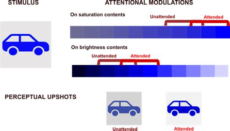 Attentional Enhancement Of Color Perception Download Scientific Diagram