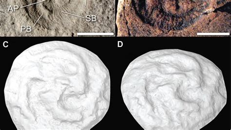 Filter Feeder Was The First Of Its Kind On Earth National Geographic