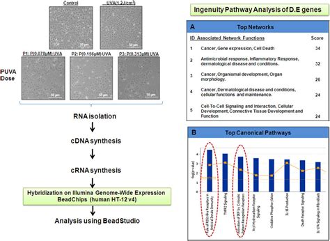 Work Flow For Illumina Microarray And Ingenuity Pathway Analysis