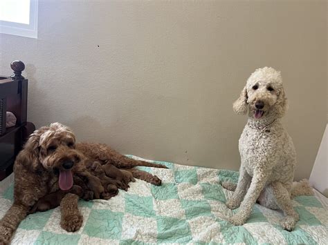 골든두들 새끼 분양합니다