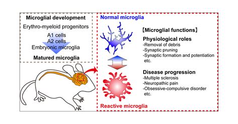 Microglial Cells Function