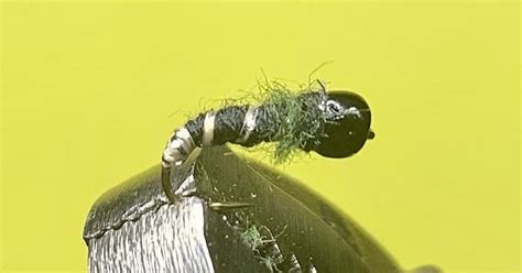 Diy Zebra Midge Album On Imgur