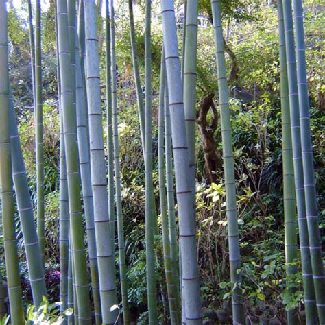 Phyllostachys Pubescens Syn Edulis Moso Bamboo 20 Seeds £2 99 Heartwood Seeds