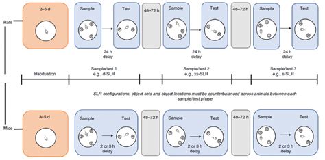 The Spontaneous Location Recognition Task For Assessing Spatial Pattern Separation And Memory
