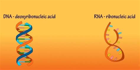 DNA Vs RNA Structure Differences And Comparison Biotechfront