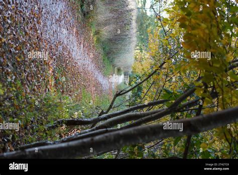 A Scenic Wooded Path Featuring An Archway Of Fallen Tree Branches Creating A Unique And