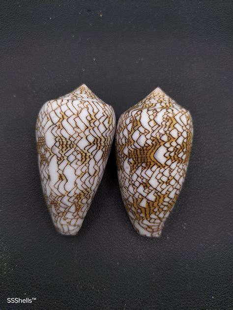 2 X Conus Textile 7802 She Sells Shells