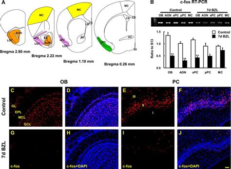 reduction of c fos protein and mrna expression in ob and pc after