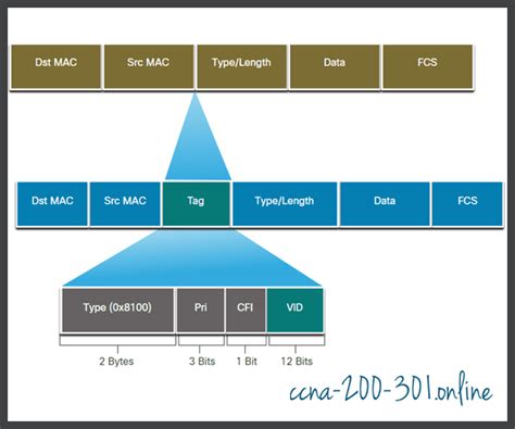 Vlans In A Multi Switched Environment Ccna 200 301