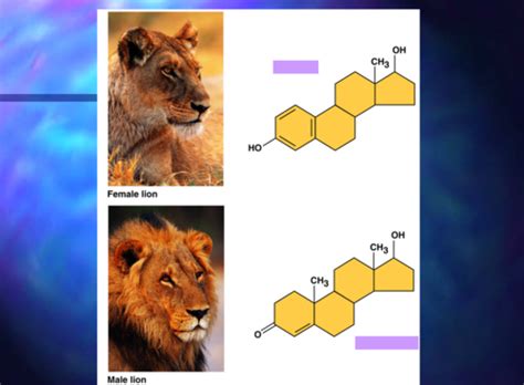 Biol 213 Chapter 46 Flashcards Quizlet
