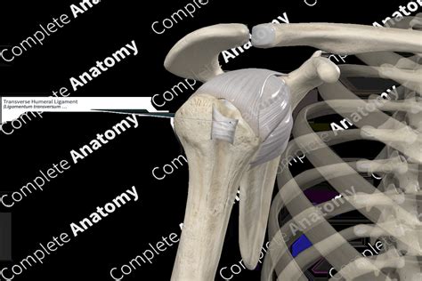 Transverse Ligament Shoulder An Orthopaedic Surgeons Guide To