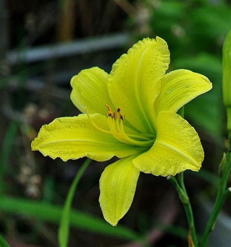 Hemerocallis ‘green Flutter