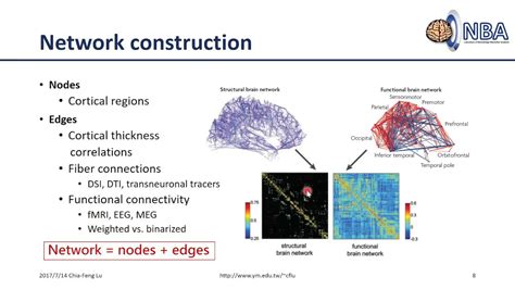 Human Brain Evolution Neuroscience Latin America The Power Of