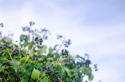 메 노르 카의 몇몇 수 풀에 물 방울과 작은 보라색 과일의 사진 0명에 대한 스톡 사진 및 기타 이미지 0명 가을 과수원 Istock