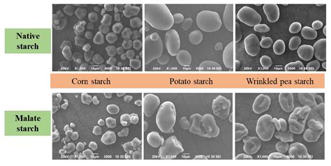 Potato Starch Structure