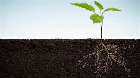 How Do Roots Work Functions Structure And Human Uses Hubpages