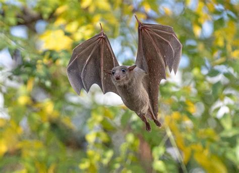 Fruit Bat A First For The Pacific The Pacific Islands Bat Forum Is