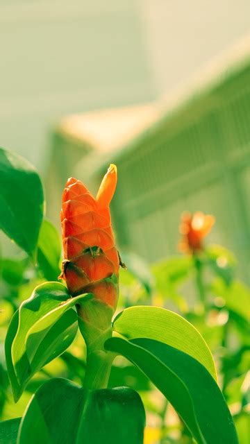 Flower Shining Complementary Free Photo On Pixabay Pixabay