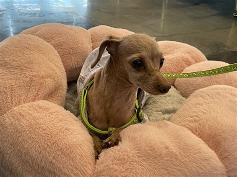 푸들 호두 노르웨이숲성격 데본렉스성격 뱅갈성격 샴성격 셀커크렉스성격 스핑크스성격 아메리칸숏헤어성격 아메리칸컬성격 아비시니안성격 엑조틱성격 터키시앙고라성격 페르시안성격