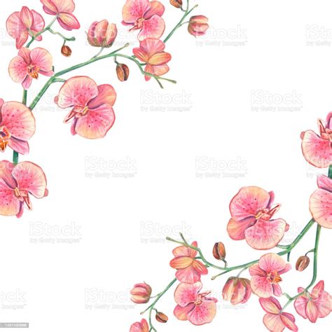 수채화 난초 꽃 프레임입니다 열대 분홍색 꽃의 흰색 배경에 고립된 그림 배경 디자인 팩 스파 텍스트 템플릿에 대한 꽃 식물 그림 0명에 대한 스톡 벡터 아트 및 기타 이미지
