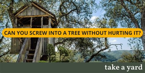 Can You Screw Into A Tree Without Hurting It Treehouse Tips