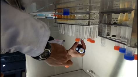 Sperma Sexing Albumin Column Sexing Sapilokal Sperm Inseminasibuatan YouTube