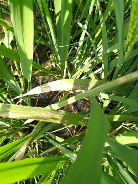 Riceleaf Object Detection Dataset By South China Agricultural Univercity