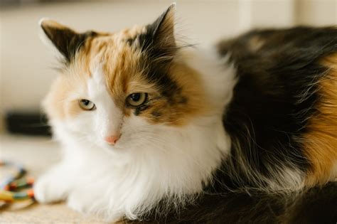 Are Male Calico Cats Sterile Top Reasons For Sterility