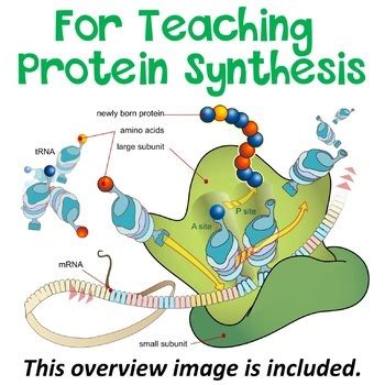 FREE Printable Codon Chart With Practice Worksheet And Diagrams Science Island