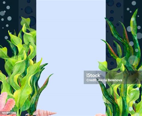 리본 조류 원뿔 껍질 산호 공기 방울 어두운 배경에서 수채화 드로잉 프레임 사진 엽서에 대한 Scillfull 그림 0명에 대한