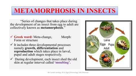 Metamorphosis Diapause And Its Types Immature Stages Of Insects Ppt