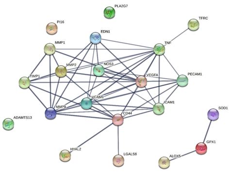 Proteinprotein Association Network Visualized By String Each Node