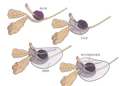 带你深入了解人类的前列腺结构，解决你对前列腺的疑问 知乎